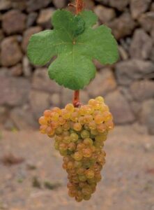 Albillo Criollo – La Bodega Imaginaria